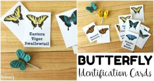 Printable Butterfly Identification Cards – Lesson Plans