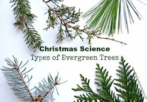 Learn about the Types of Evergreen Trees – Lesson Plans