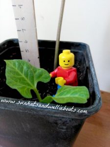 Jack and the Beanstalk Planting Craft – Lesson Plans