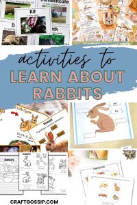 Learning about Rabbits – Lesson Plans